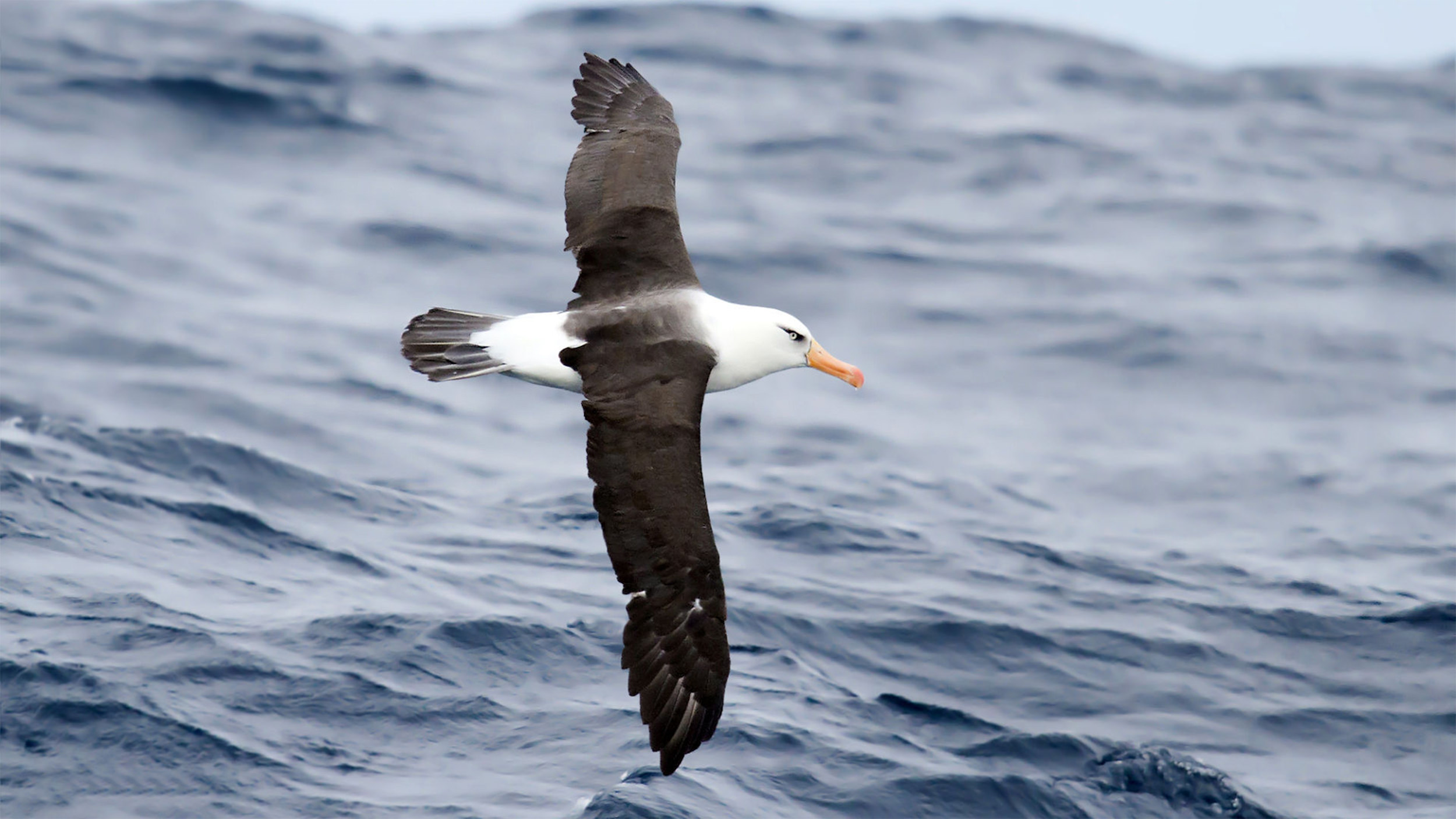 Albatross wing color explained by drone designers