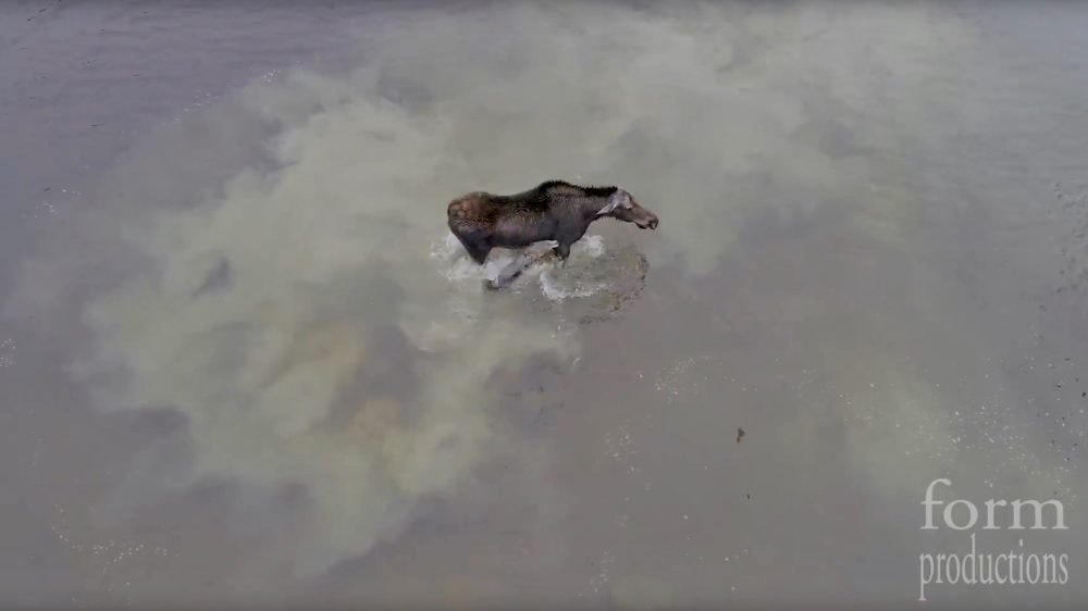 Drone captures moose fighting off a wolf in northern Ontario [video ...