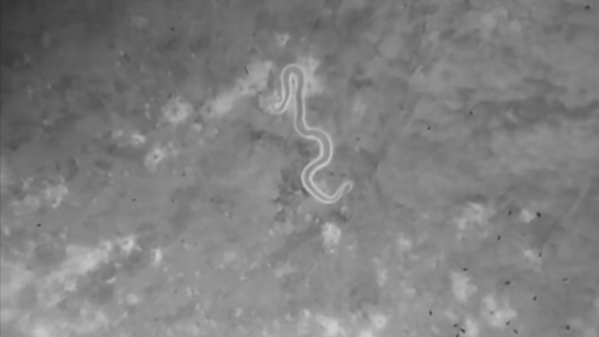 Snake hunters use infra-red drones to find invasive pythons in Florida ...