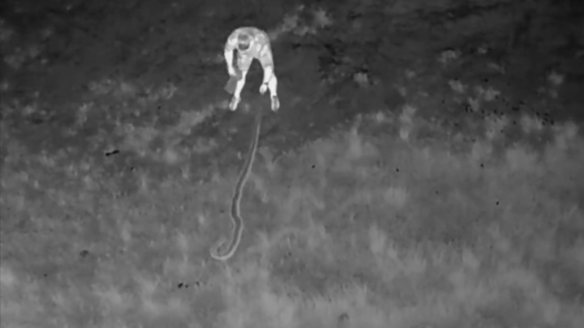 Snake hunters use infra-red drones to find invasive pythons in Florida ...