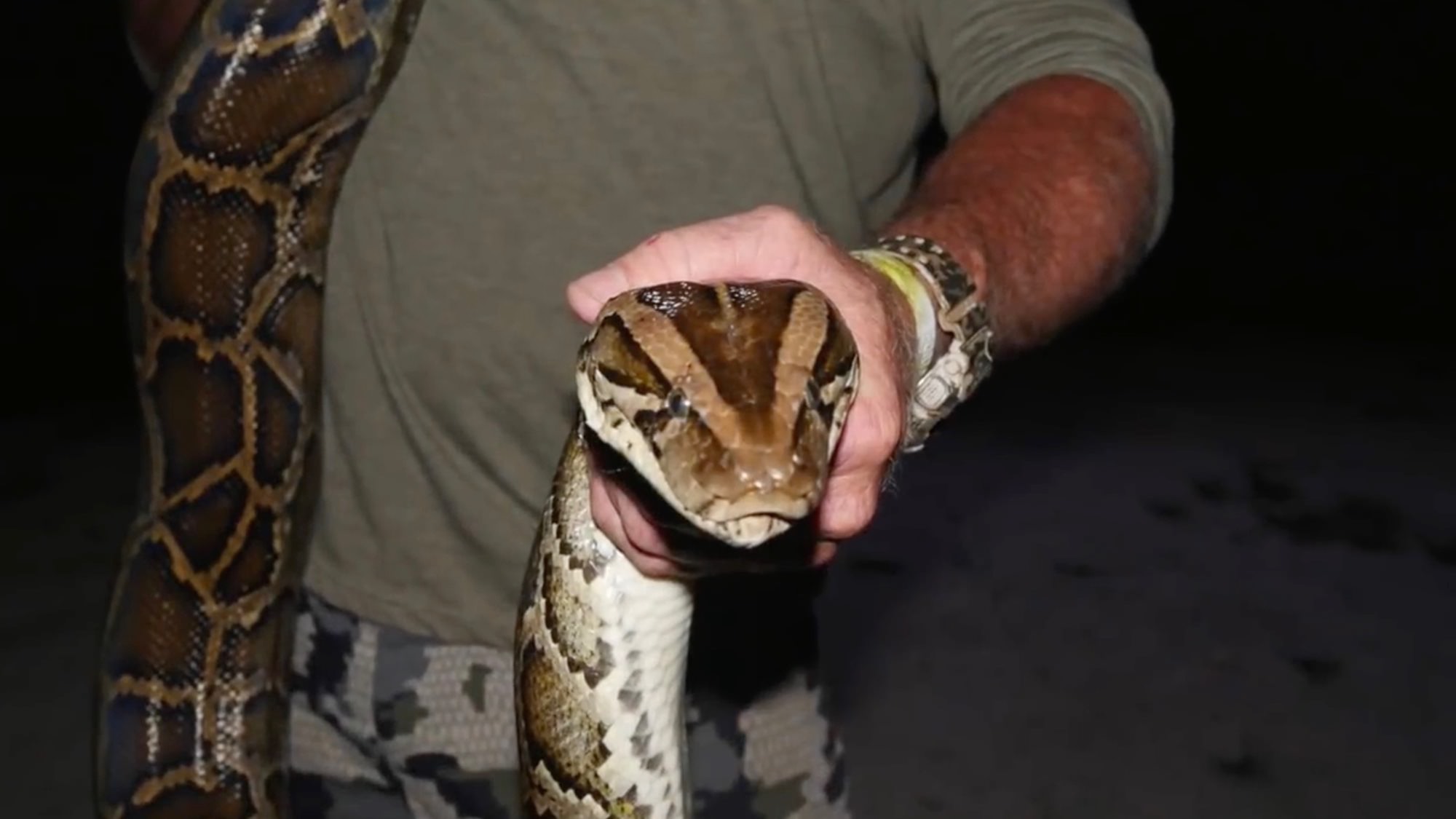 Snake hunters use infra-red drones to find invasive pythons in Florida ...