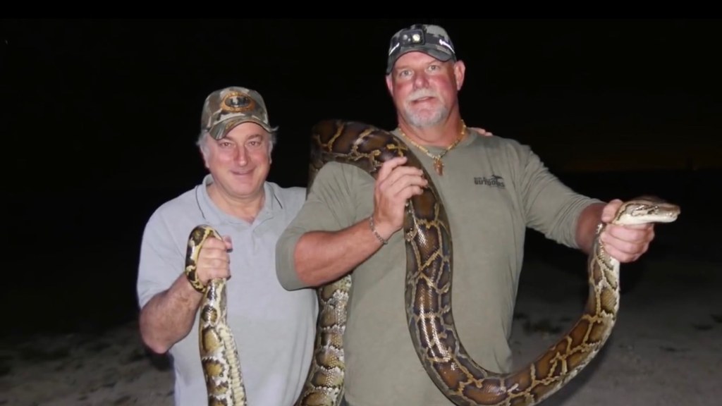 Snake hunters use infra-red drones to find invasive pythons in Florida ...