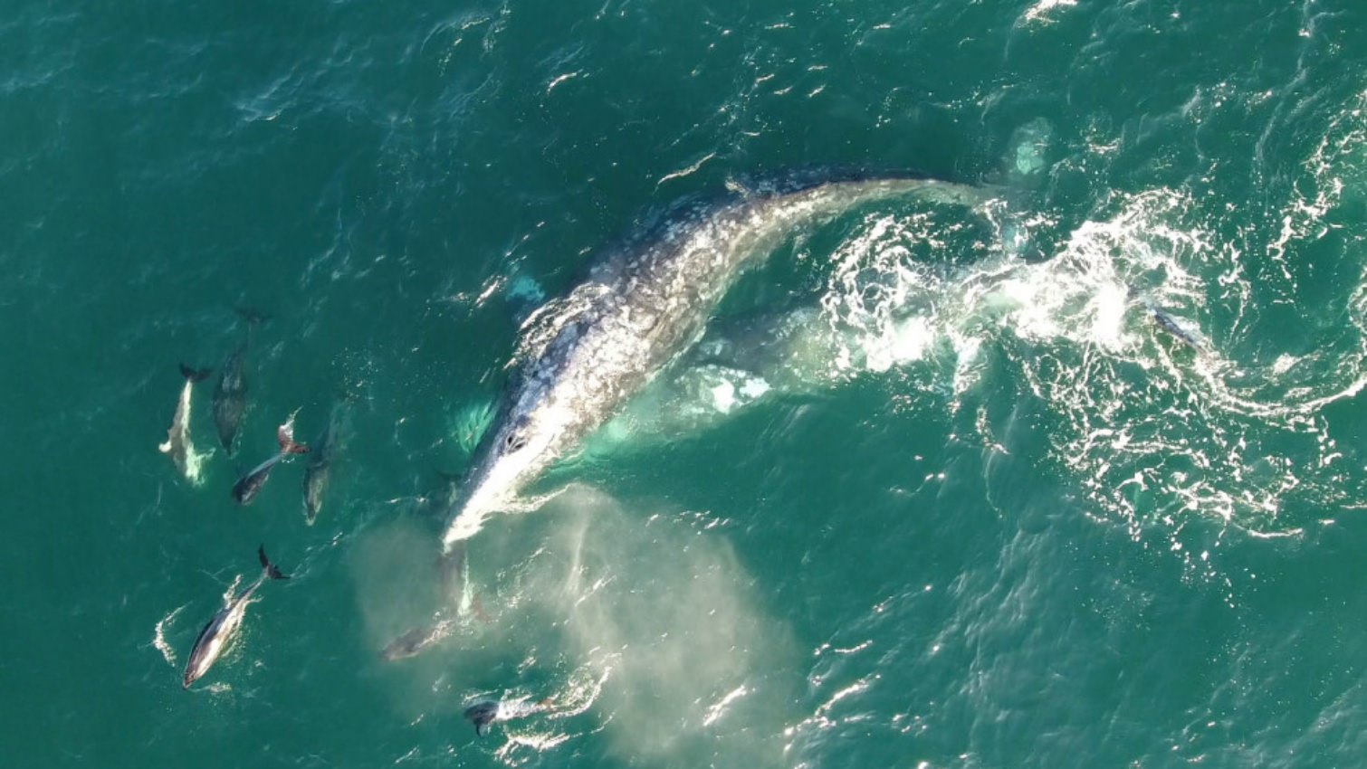 Drone captures whales and dolphins playing together off Dana Point ...