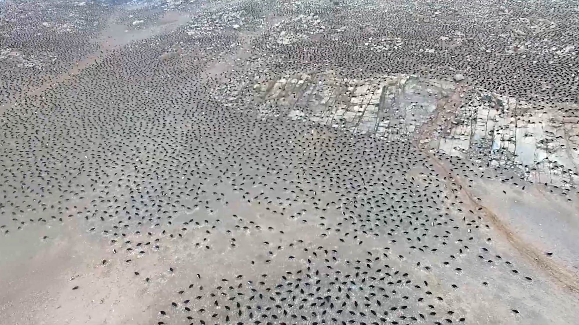 'Super-Colony' of penguins counted with the help of drones in Antartica ...