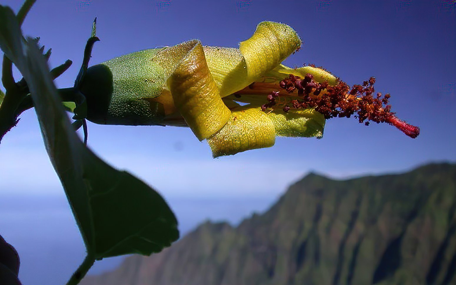 Researchers equipped with drone tech rediscover extinct flower - DroneDJ