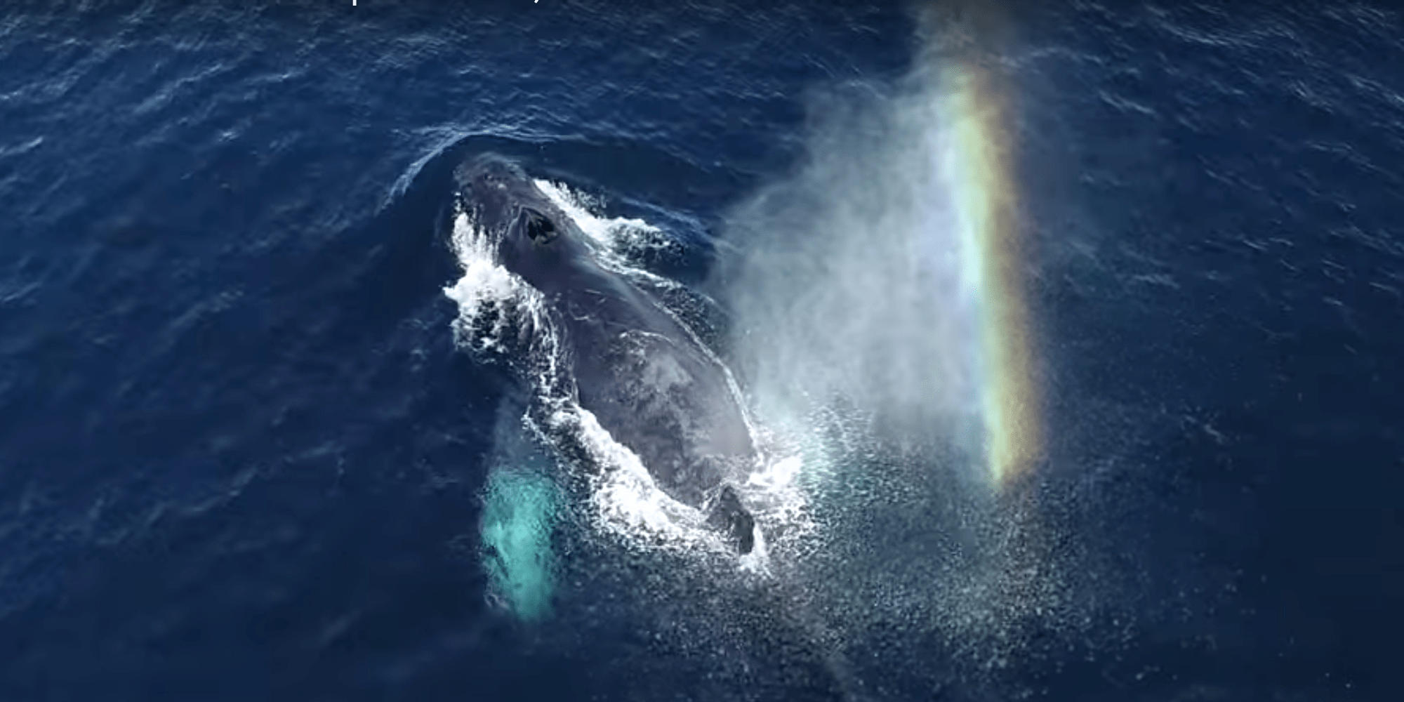 Spray-catching drones test whale stress over rising tourism - DroneDJ