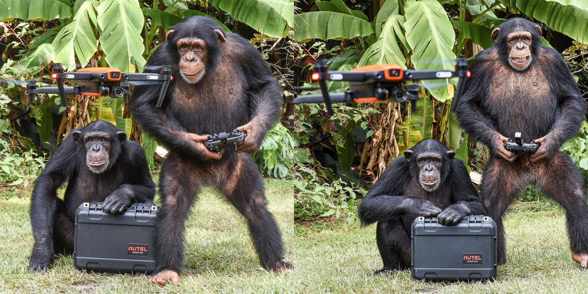 Apes pose and fly an Autel Evo drone impressively well