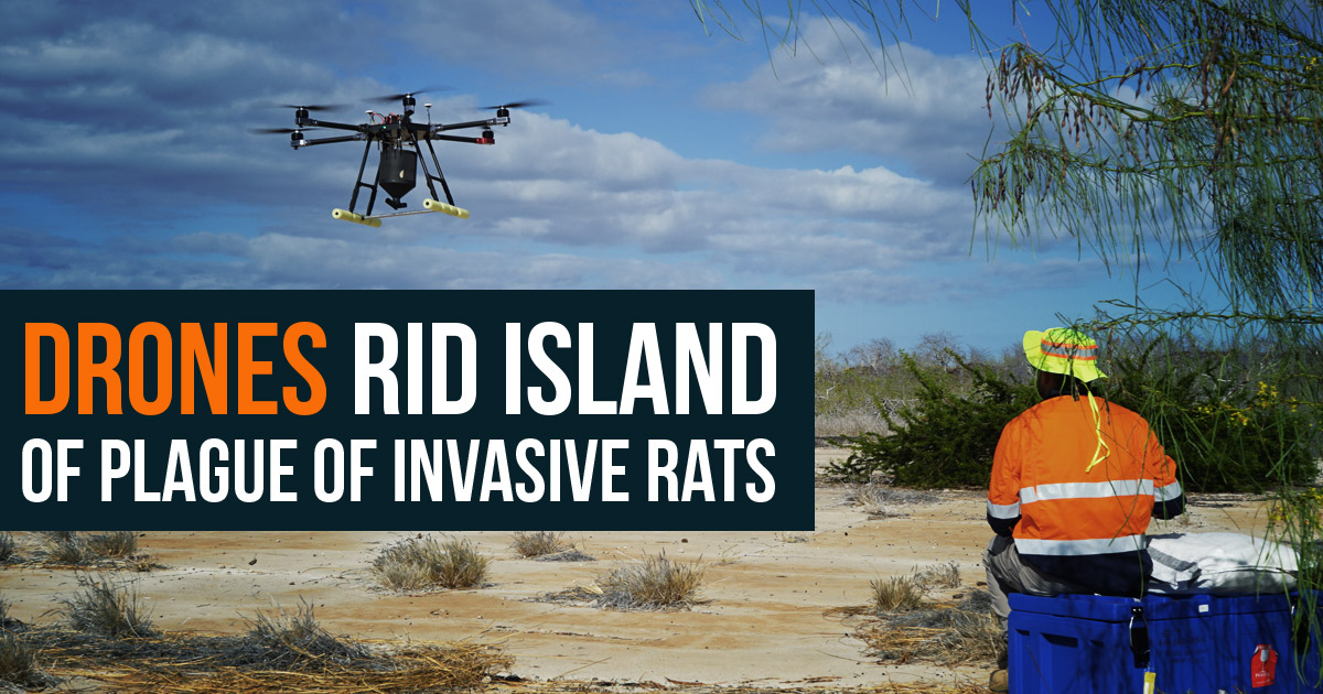 drones eradicating invasive rats on Pacific atolls- DroneDJ