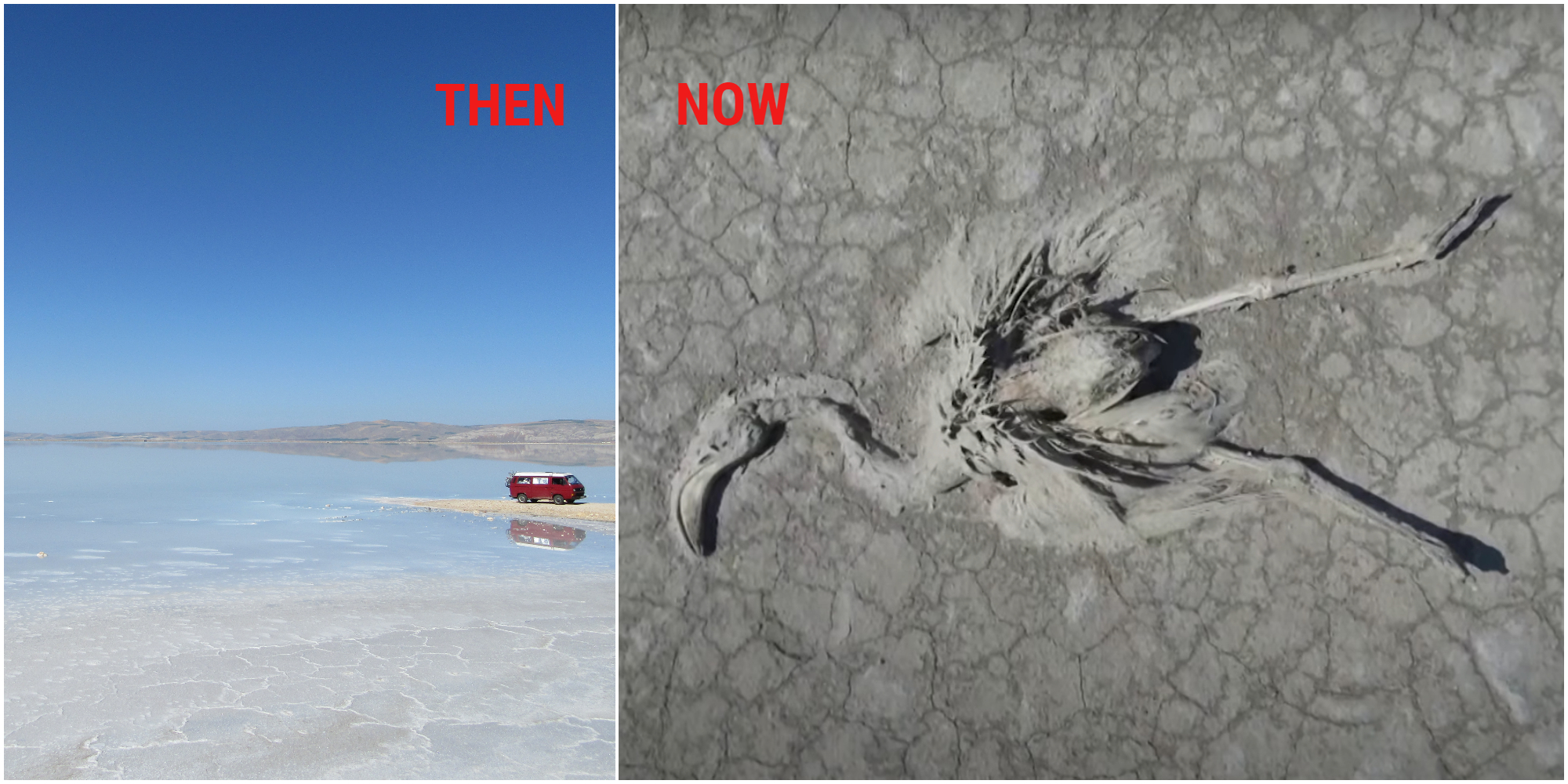 Shocking drone footage shows mass baby flamingo deaths in Turkey