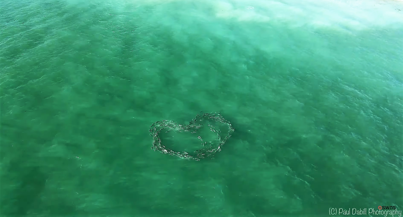 Fish create a perfect love heart in the ocean [drone video]