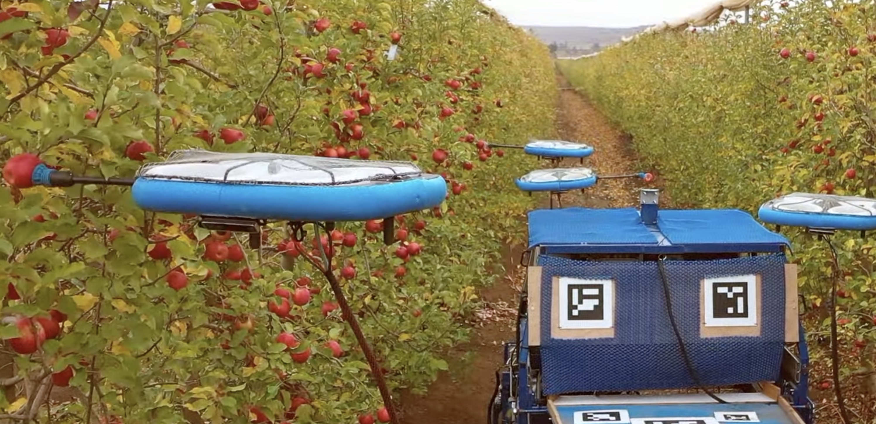 Apple drones are now reality... in orchards cultivating fruit