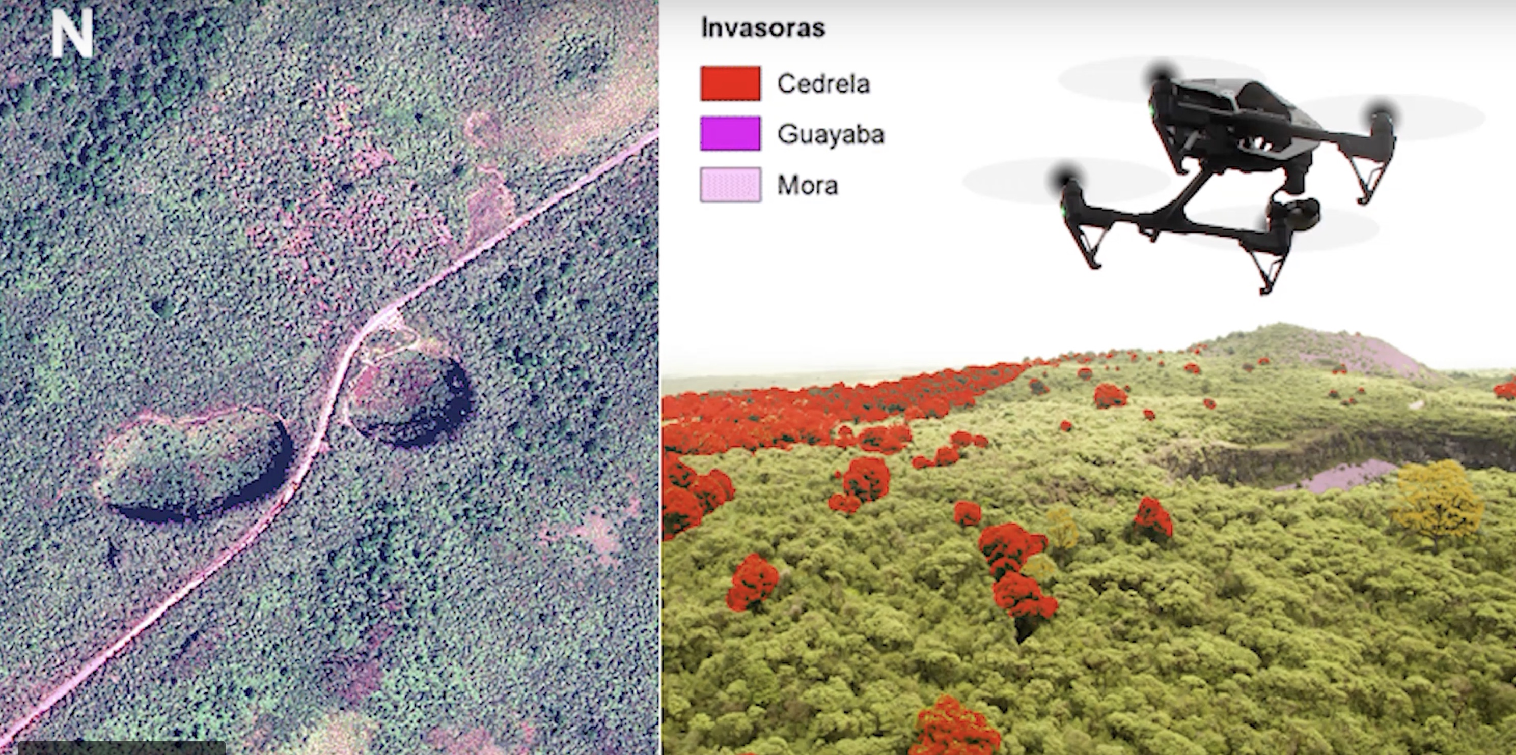 After rats, Galápagos Islands drones combat invasive plants