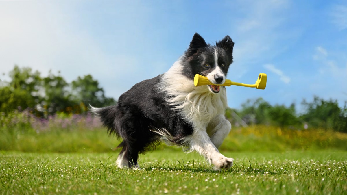 World's smallest action camera falls to its lowest price ever